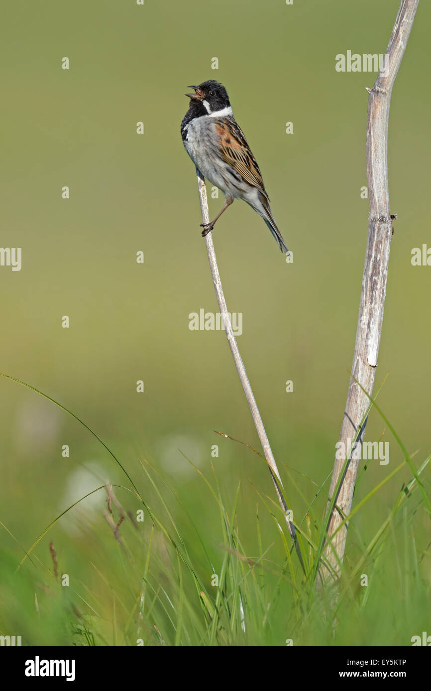 Male reed bunting singing on a twig - France Stock Photo - Alamy