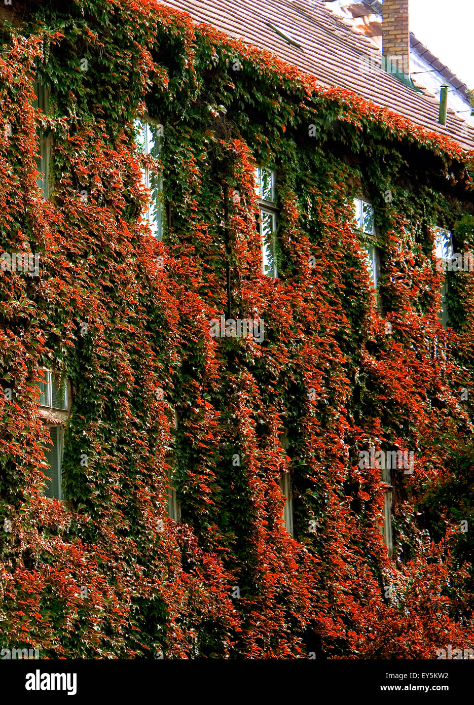 Poland, Krakow, decorative windows Stock Photo - Alamy