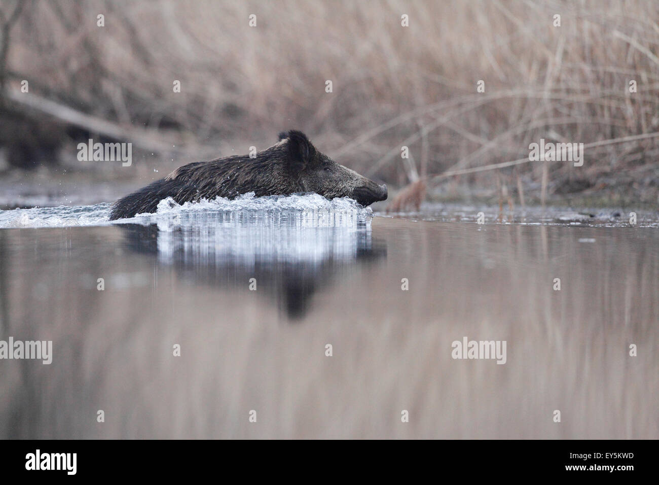 Female boar crossing a river - Alsace France Stock Photo - Alamy