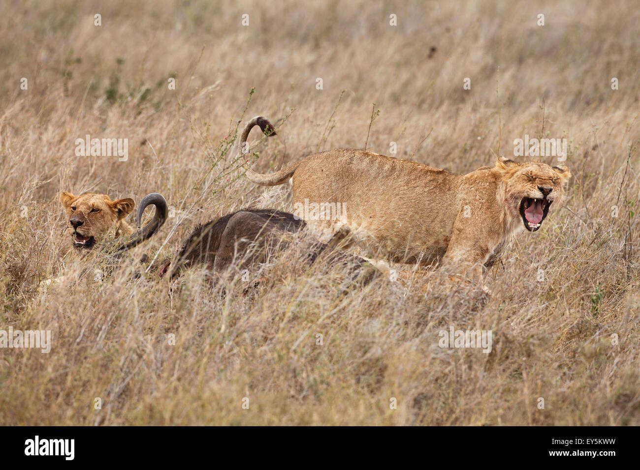 Lioness and Buffalo carcass - Serengeti Tanzania Stock Photo - Alamy