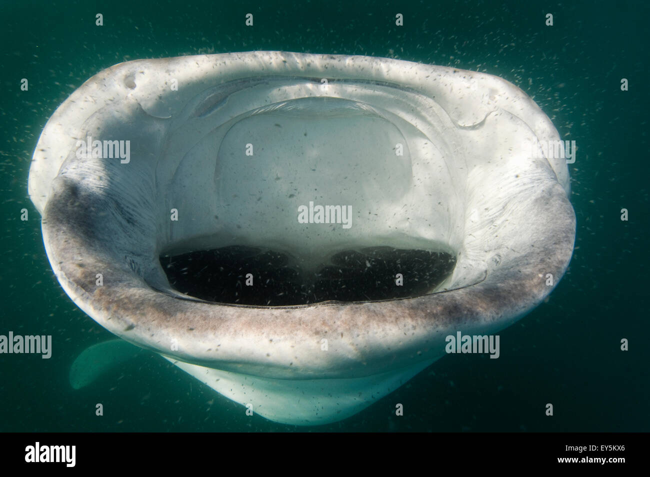 Plankton eating shark species hi-res stock photography and images - Alamy