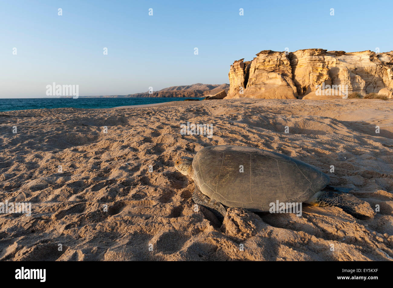 Green see turtle on a beach - Oman Stock Photo - Alamy
