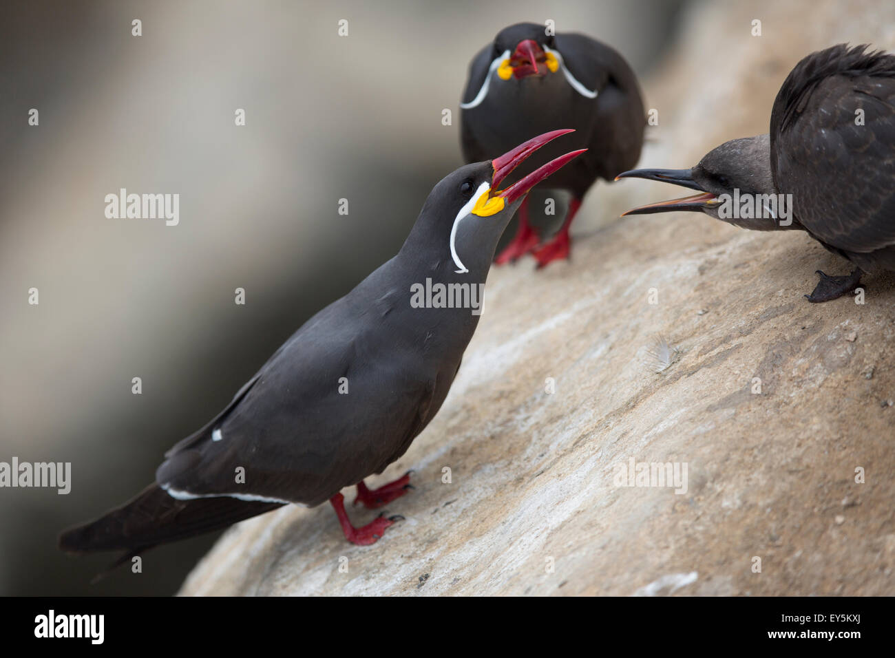 Inca terns on rock - Pescadores guano island Peru Stock Photo - Alamy