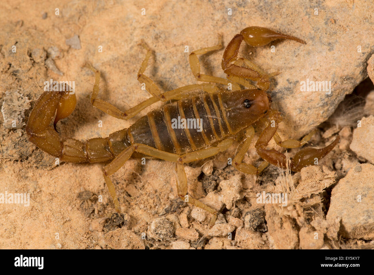 Scorpios hi-res stock photography and images - Alamy