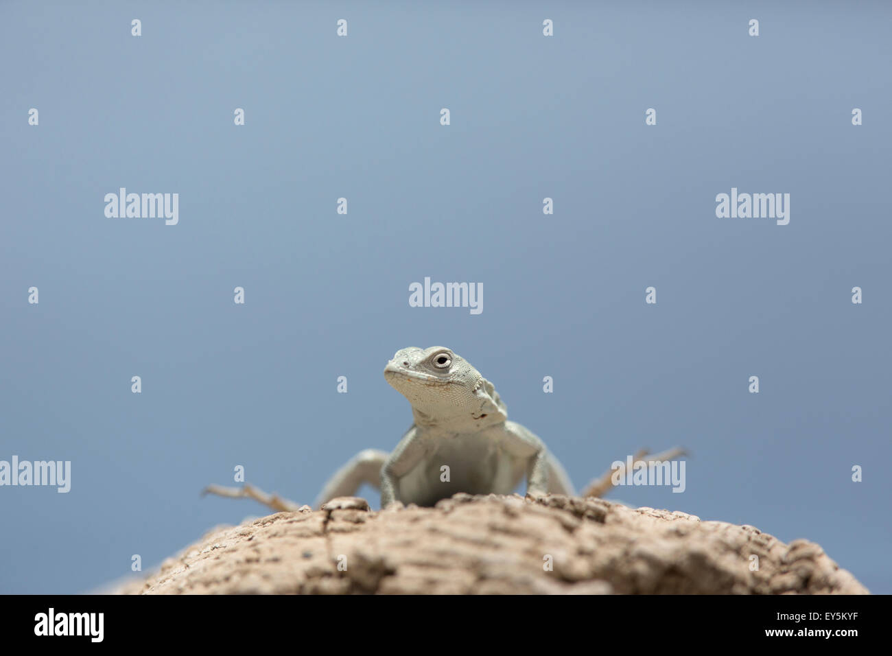 Tiger pacific lizard - San Fernandino Nazca Desert Peru Stock Photo - Alamy