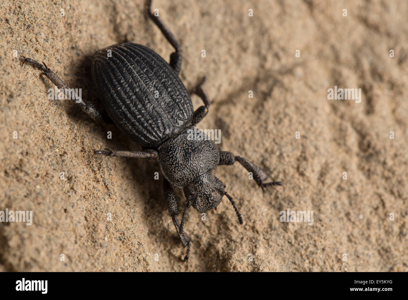 Beetle on sand - San Fernandino Nazca Desert Peru Stock Photo - Alamy