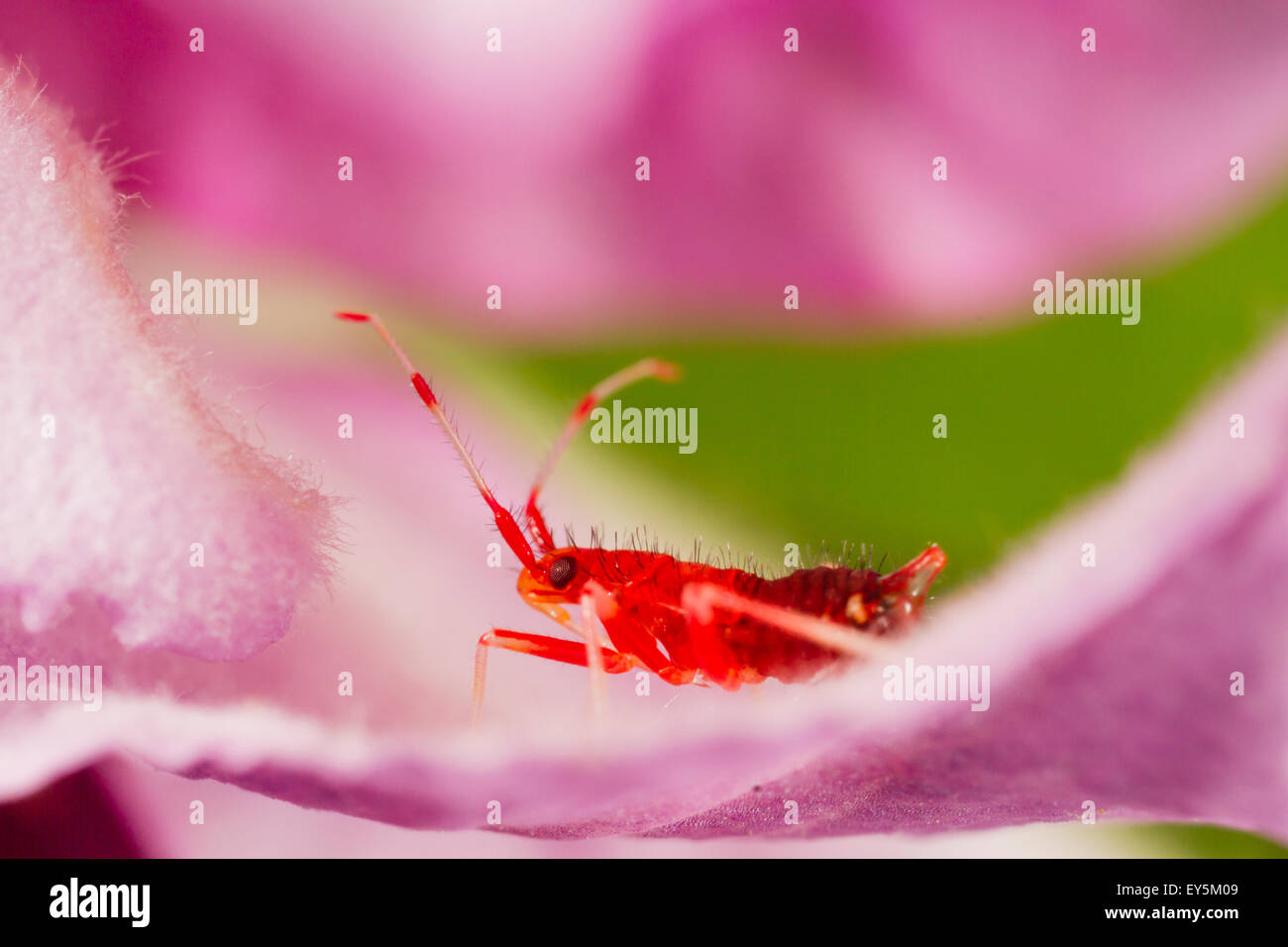 Red-spotted plant bug larva on a flower - Vosges France Stock Photo - Alamy
