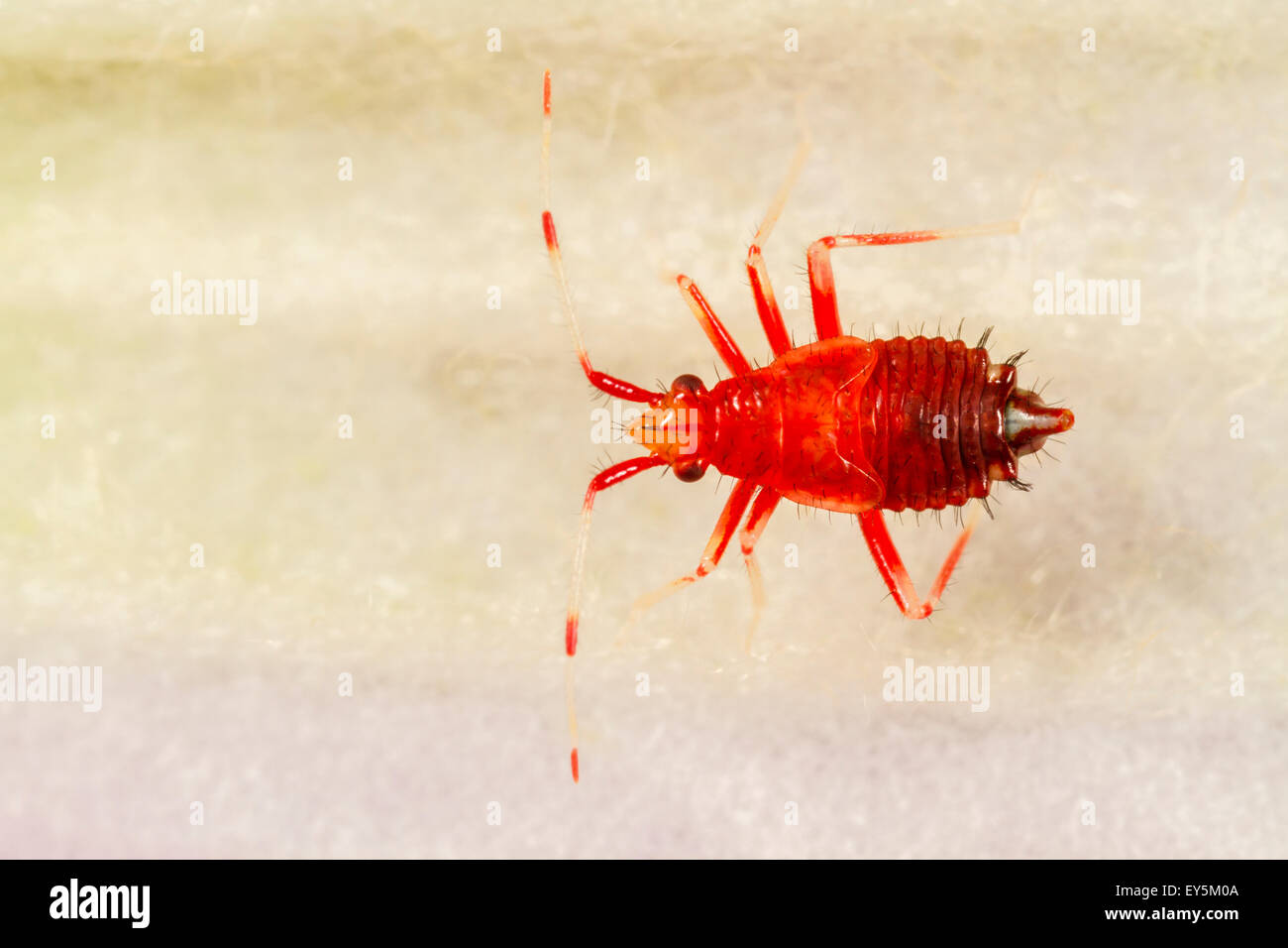 Red-spotted plant bug larva on a flower - Vosges France Stock Photo - Alamy