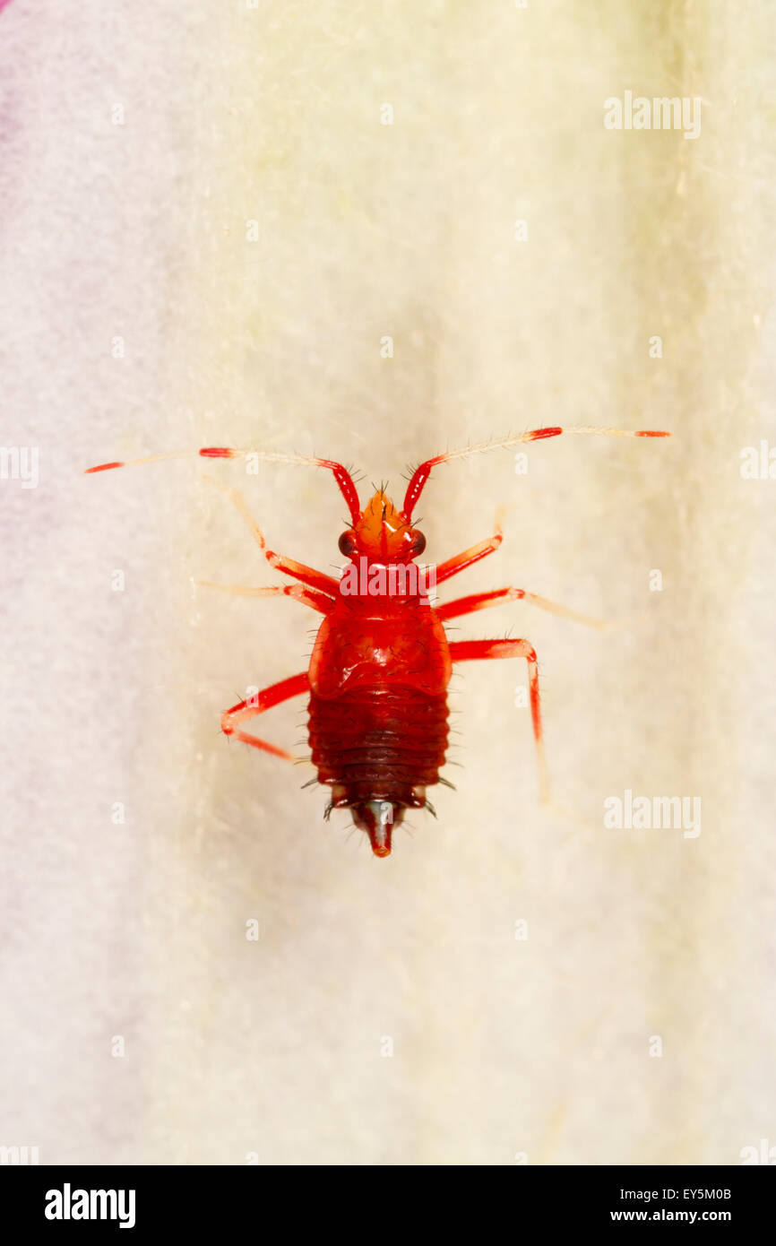 Red-spotted plant bug larva on a flower - Vosges France Stock Photo - Alamy