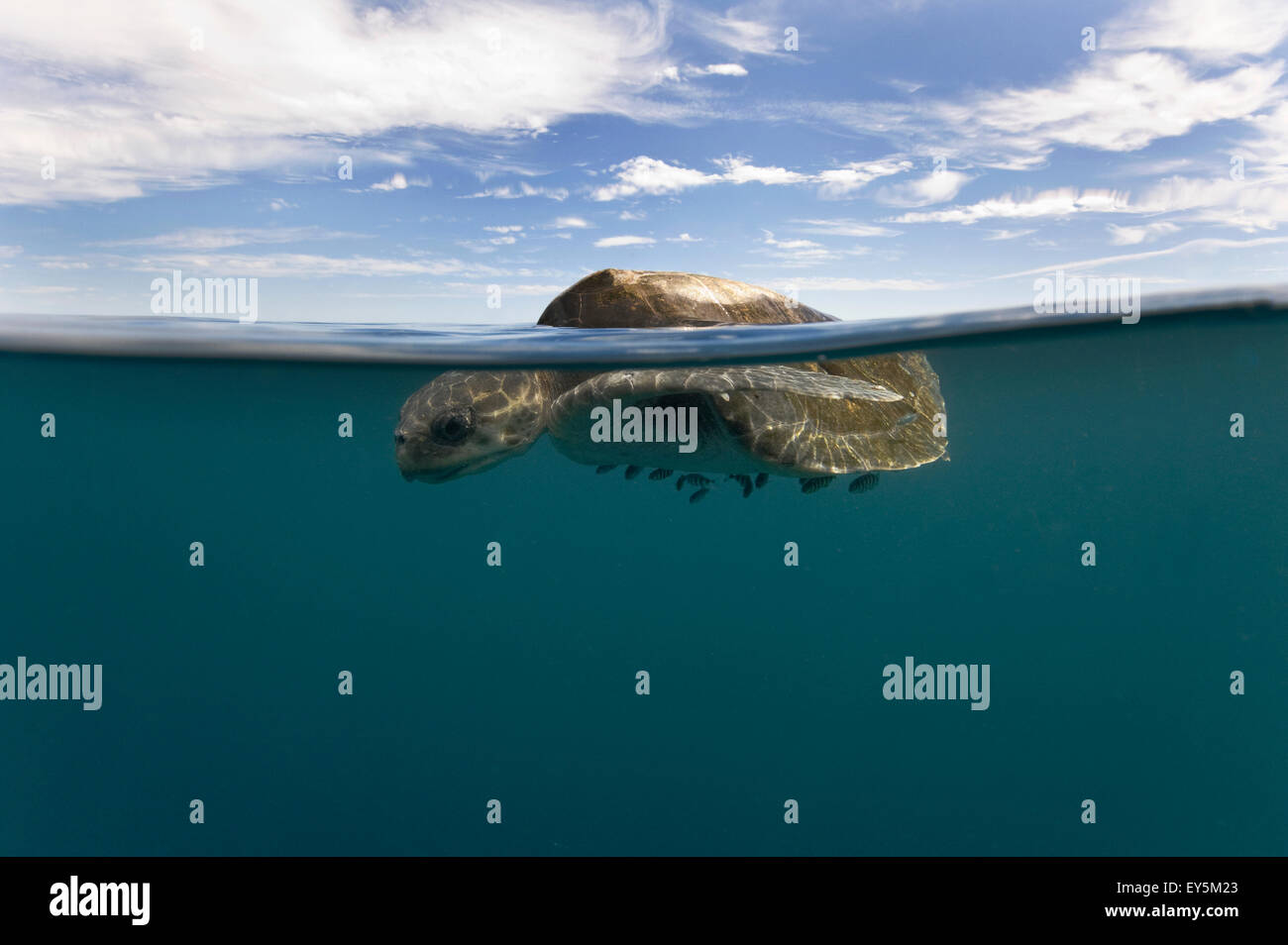 Photos of sea turtles hi-res stock photography and images - Alamy