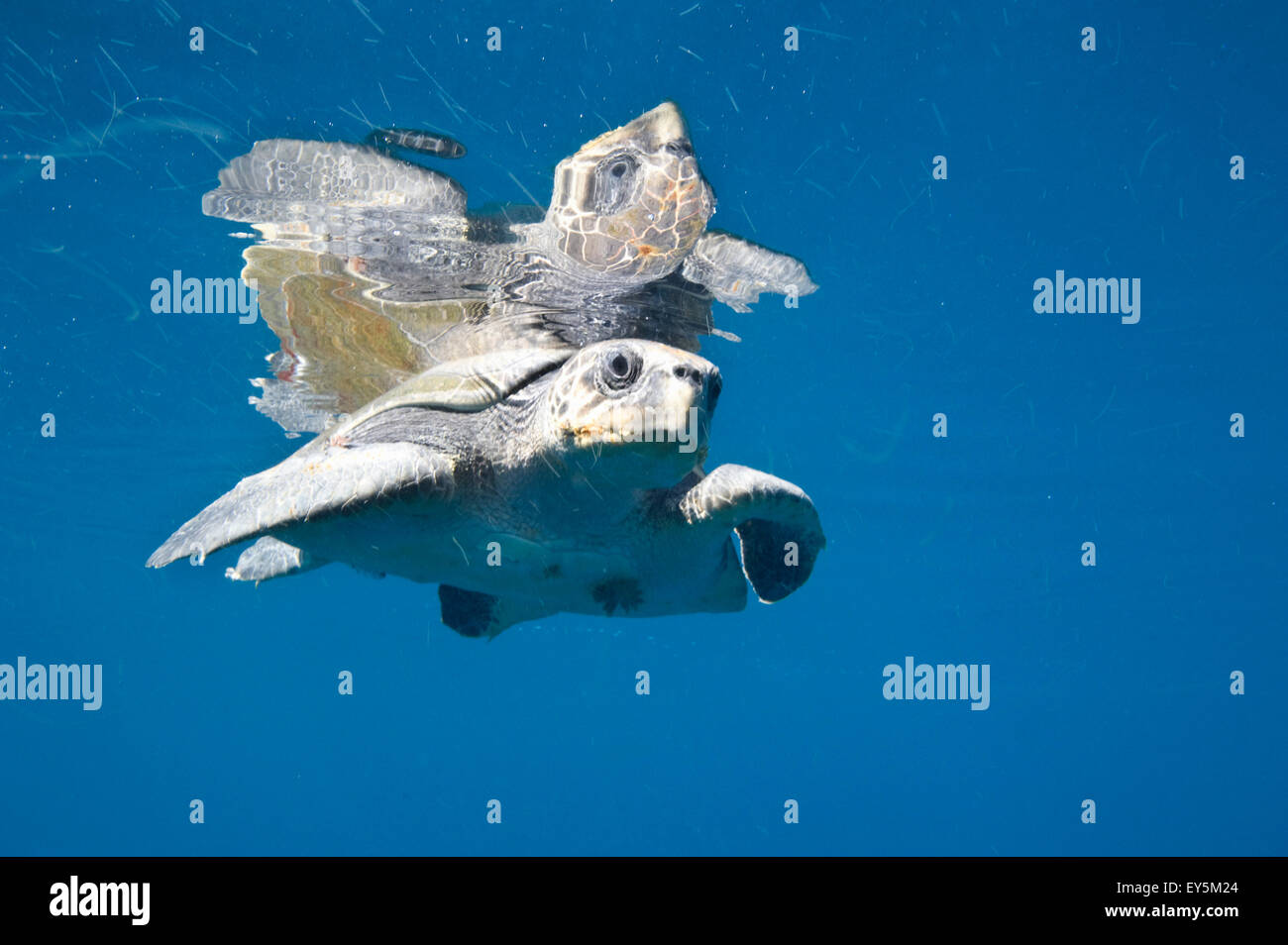 Jellyfish and turtles hi-res stock photography and images - Alamy