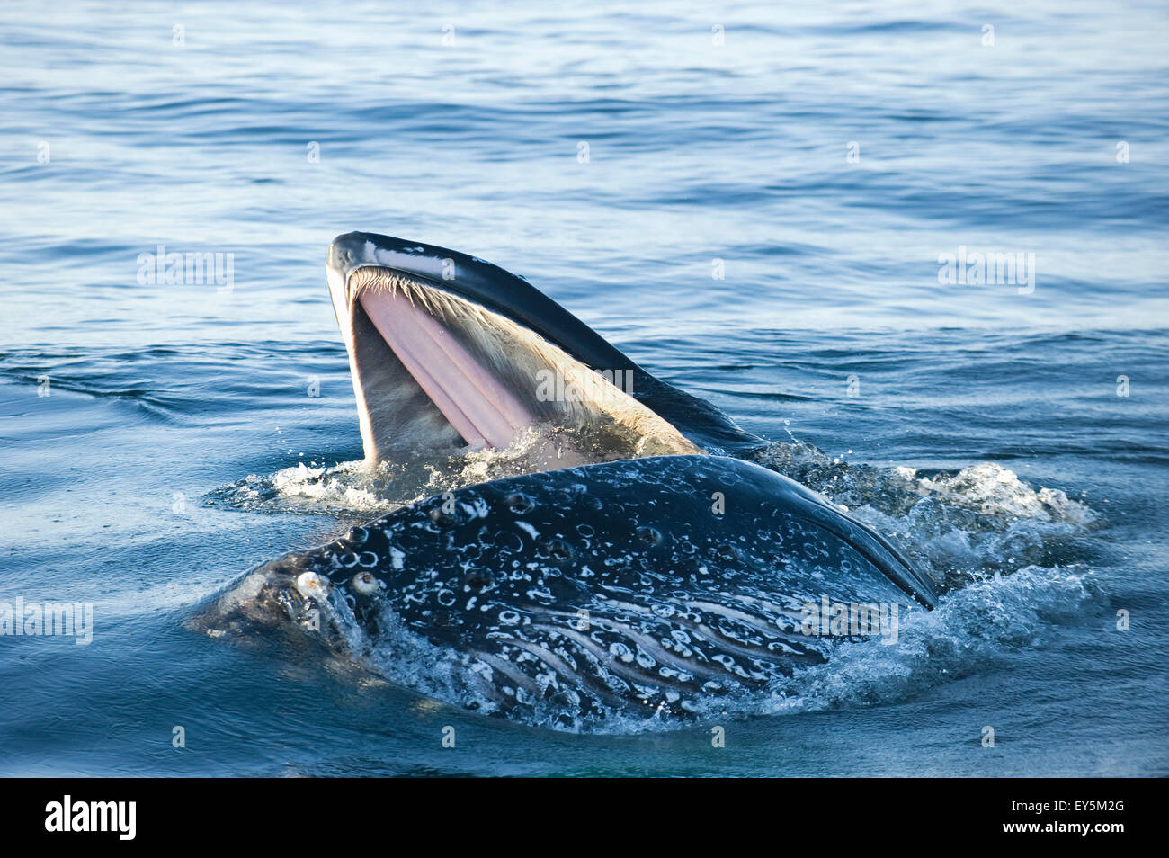 Humpback Whale Eating Fish