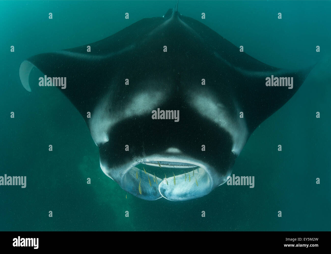 Giant manta - Fiji Islands Stock Photo - Alamy