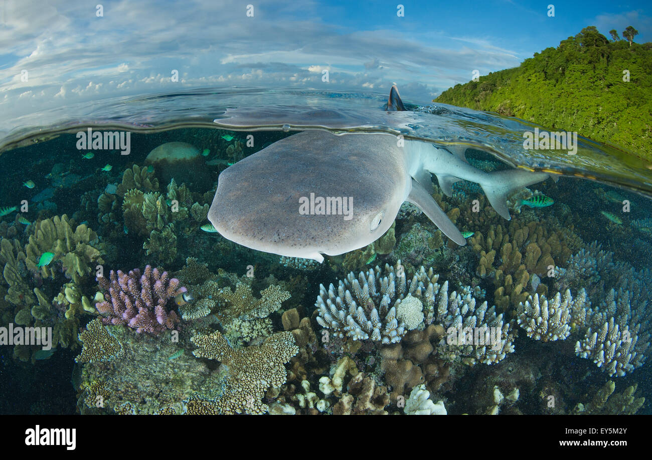 White-tip reef shark over shallow coral reef - Fiji Islands Stock Photo ...