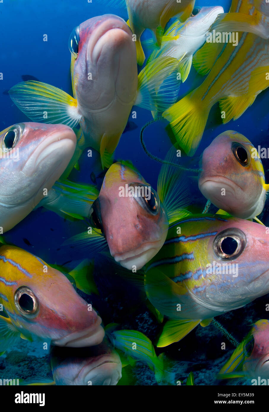 Fiji Fish Stock Photos & Fiji Fish Stock Images - Alamy