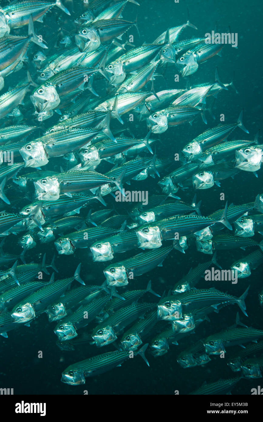 Indian striped mackerels - Fiji Islands Stock Photo - Alamy