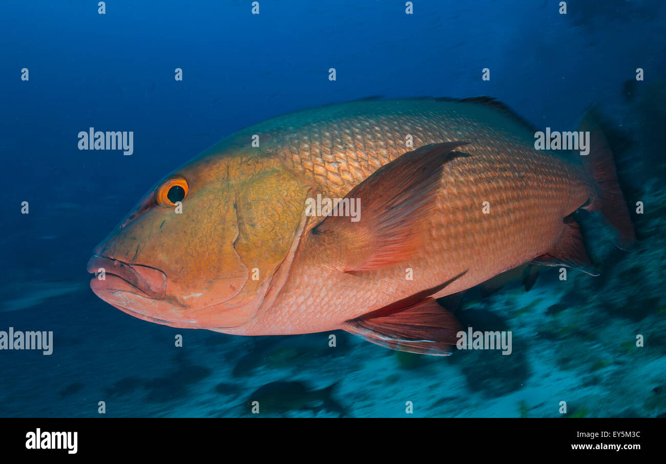 Red snapper - Fiji Islands Stock Photo - Alamy