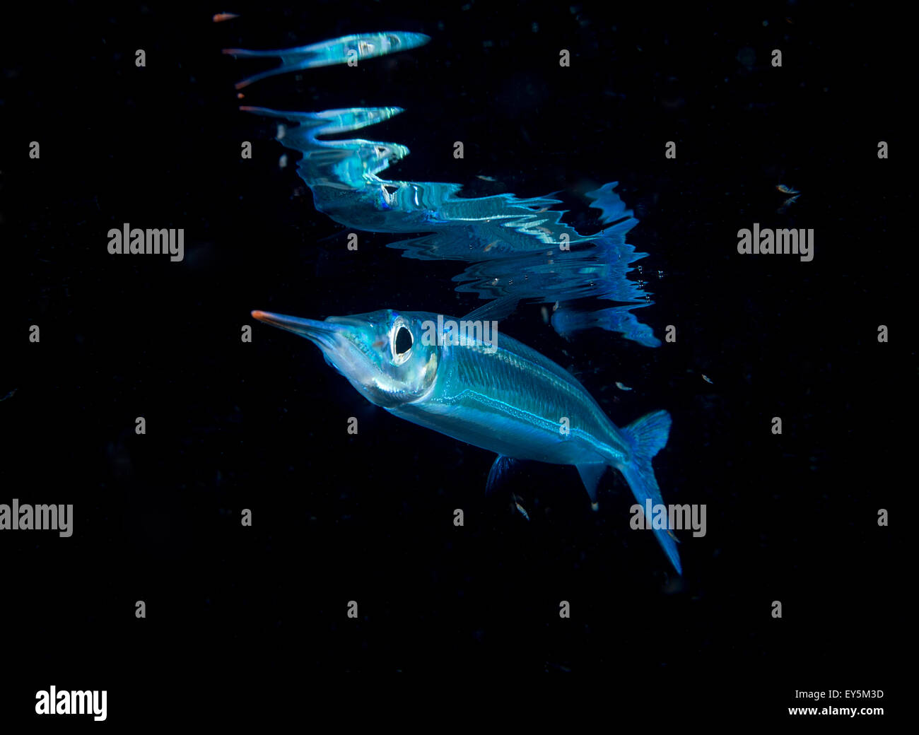 Wrestling halfbeak at night - Fiji Islands Stock Photo - Alamy