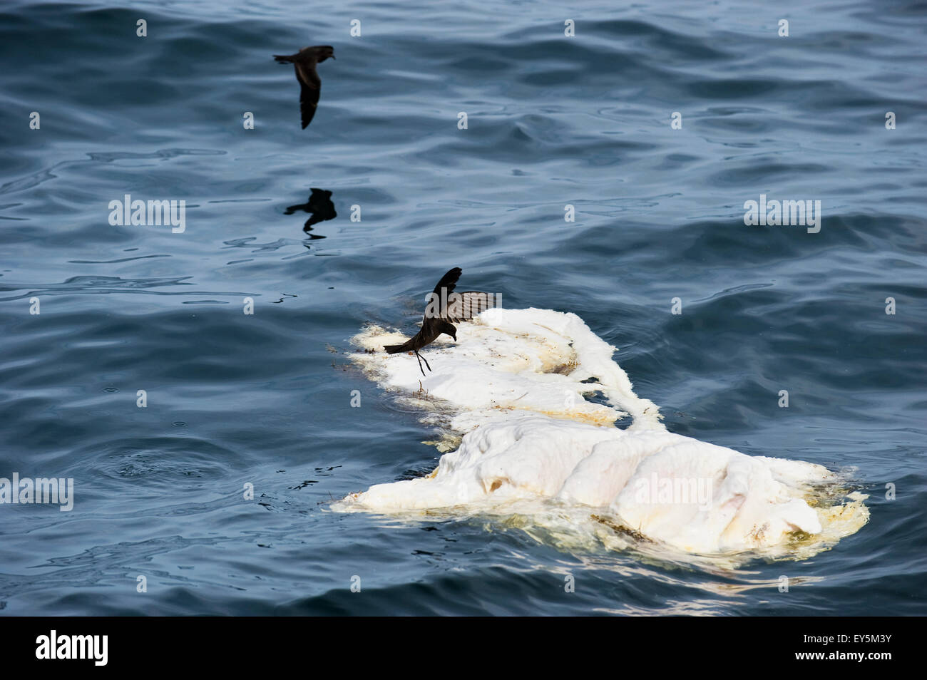 Dead body floating hi-res stock photography and images - Alamy