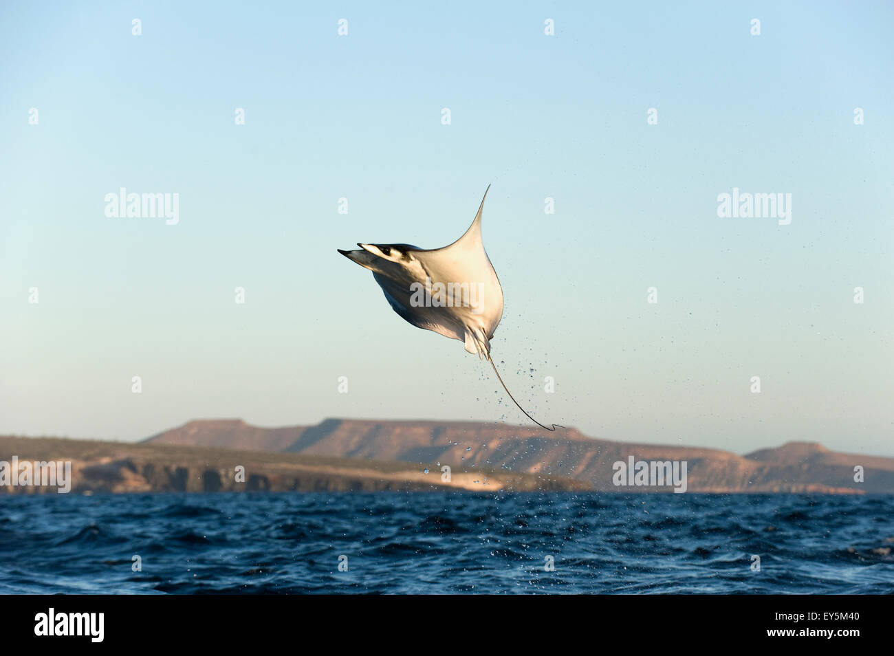 Mobula ray leaping - Gulf of California Stock Photo - Alamy