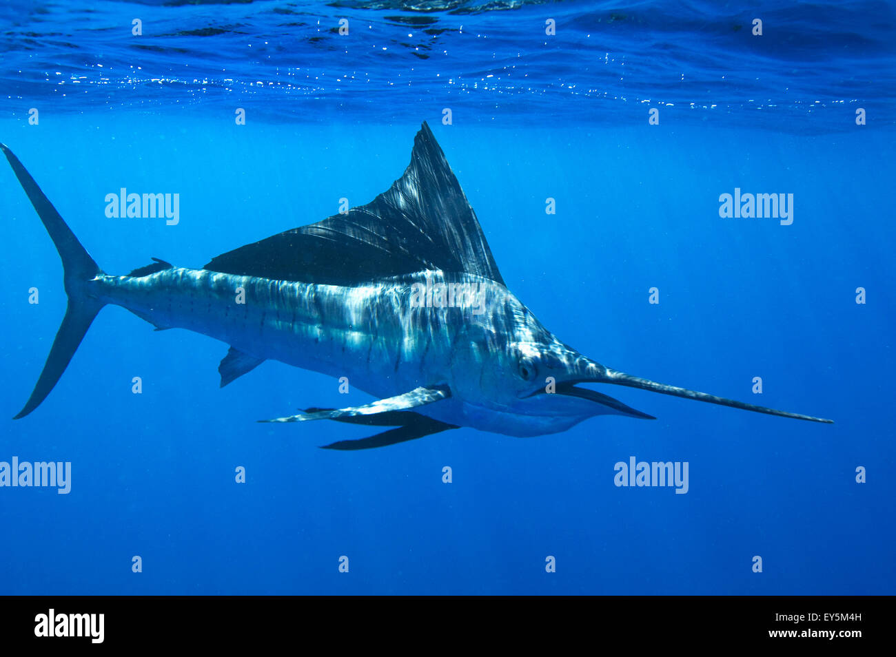 Istiophorus platypterus sailfish hi-res stock photography and images ...