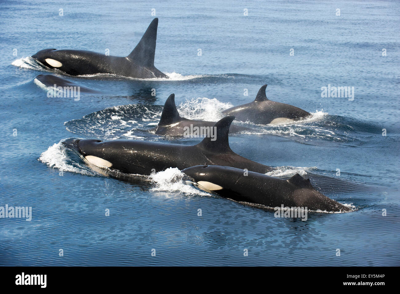 with a young animal missing its dorsal fin Stock Photo - Alamy