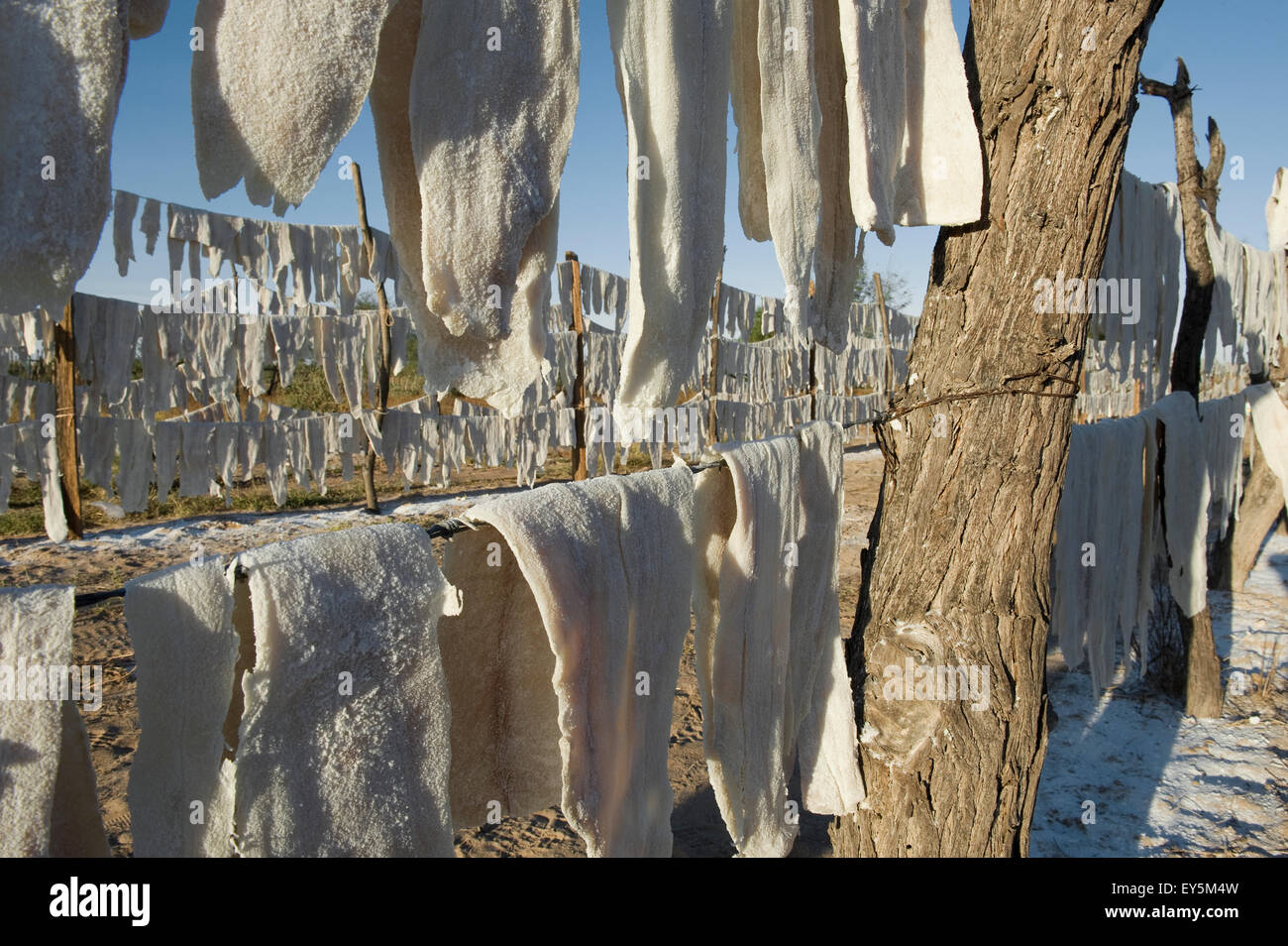 Salted blue shark drying in the sun - Guerero Negro Mexico Stock Photo ...