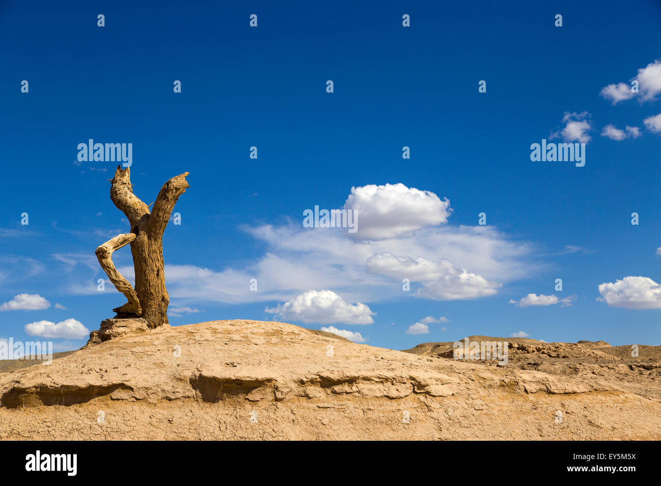 Tree trunk and desert in Gansu province, China Stock Photo - Alamy