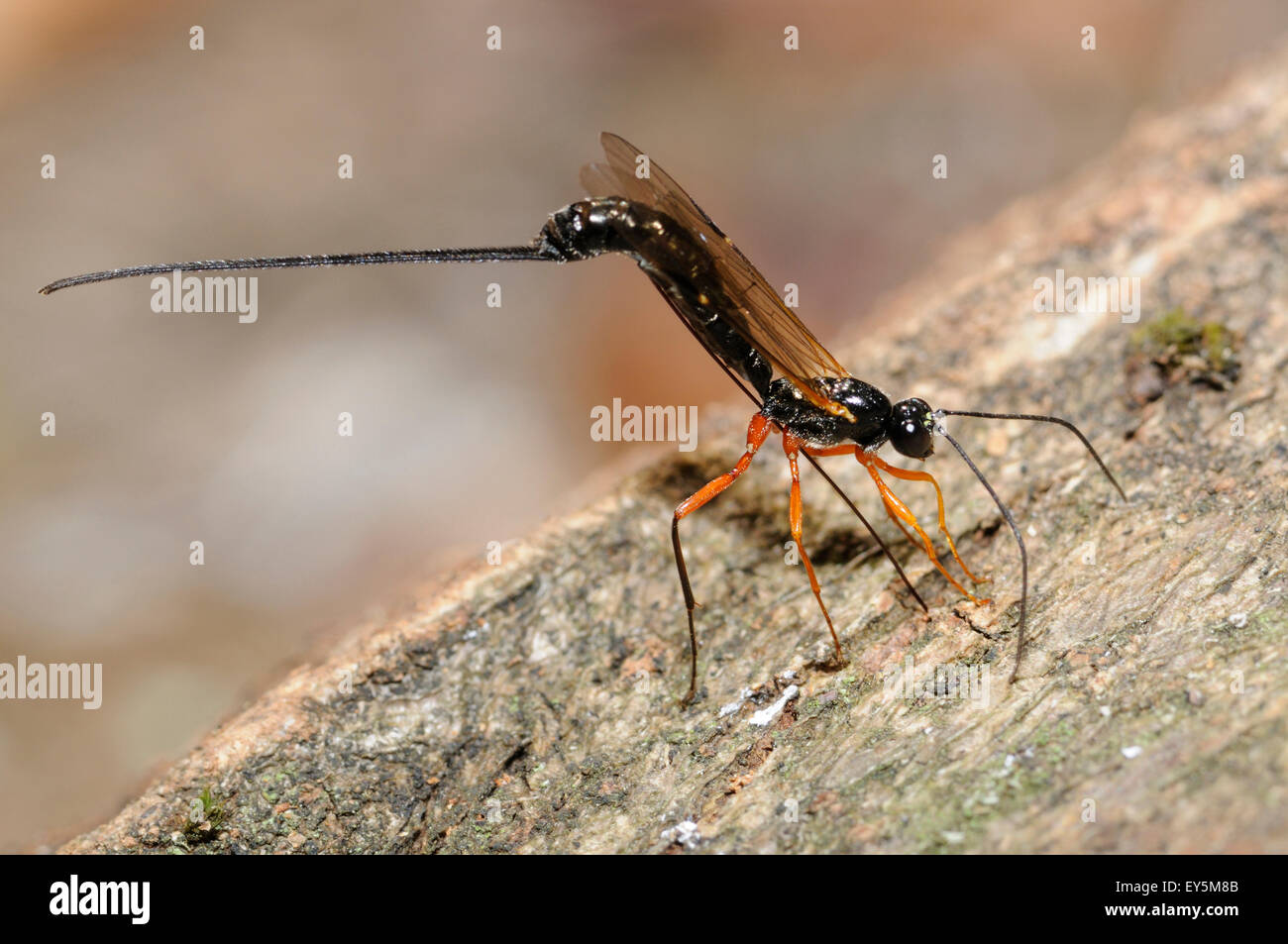 Giant Ichneumon female laying eggs - Northern Vosges France Stock Photo ...