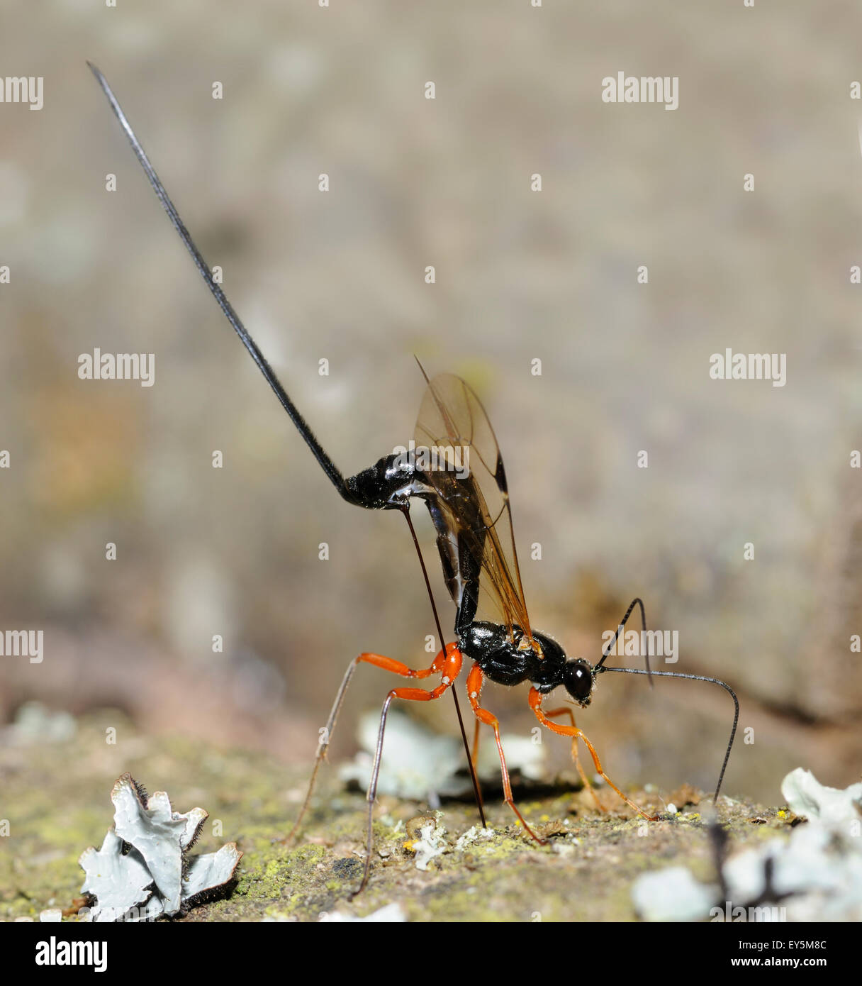 Giant Ichneumon female laying eggs - Northern Vosges France Stock Photo ...