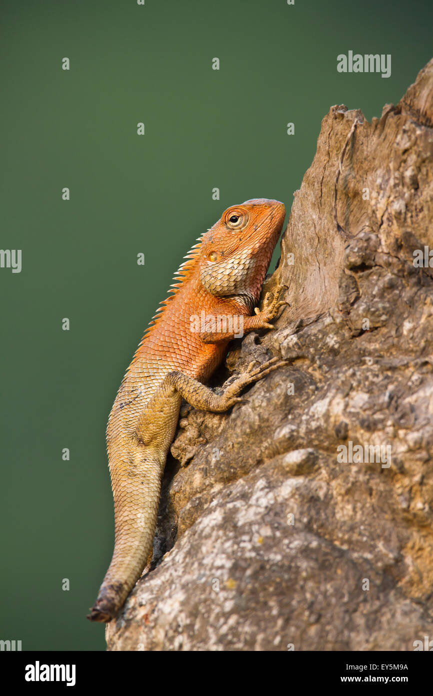 Lizard tail cut hi-res stock photography and images - Alamy