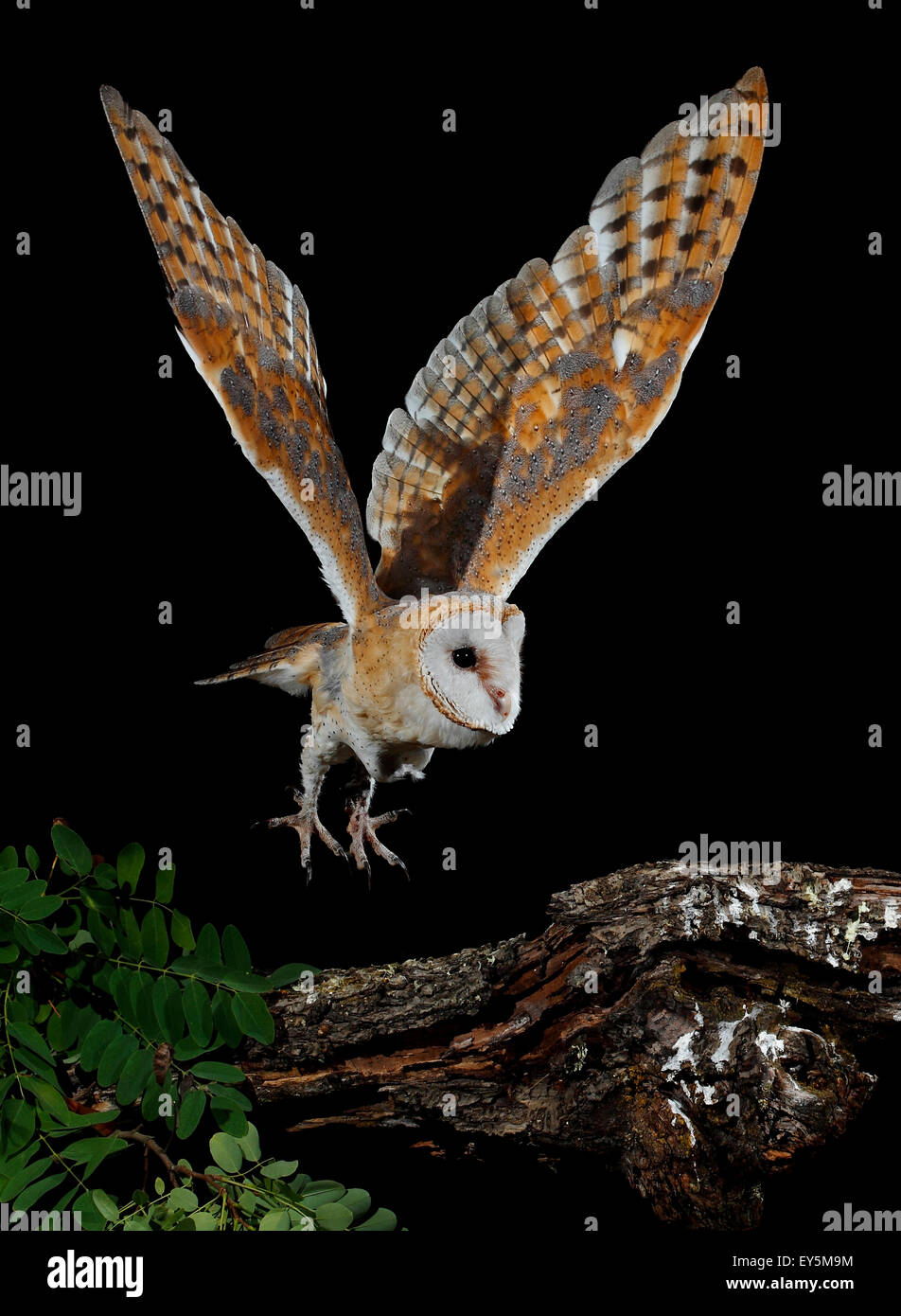 Owl Flying Night High Resolution Stock Photography and Images - Alamy