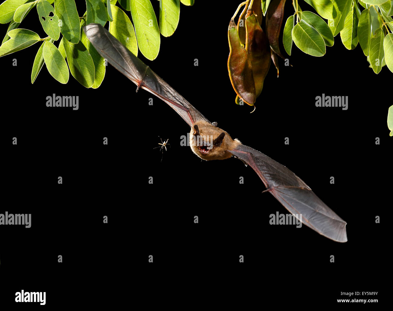 Bat flying insect prey hi-res stock photography and images - Alamy