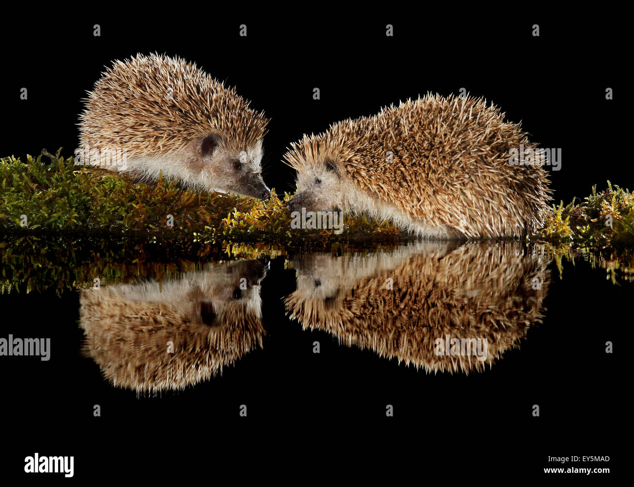 European hedgehogs at night and their reflection -Spain Stock Photo - Alamy