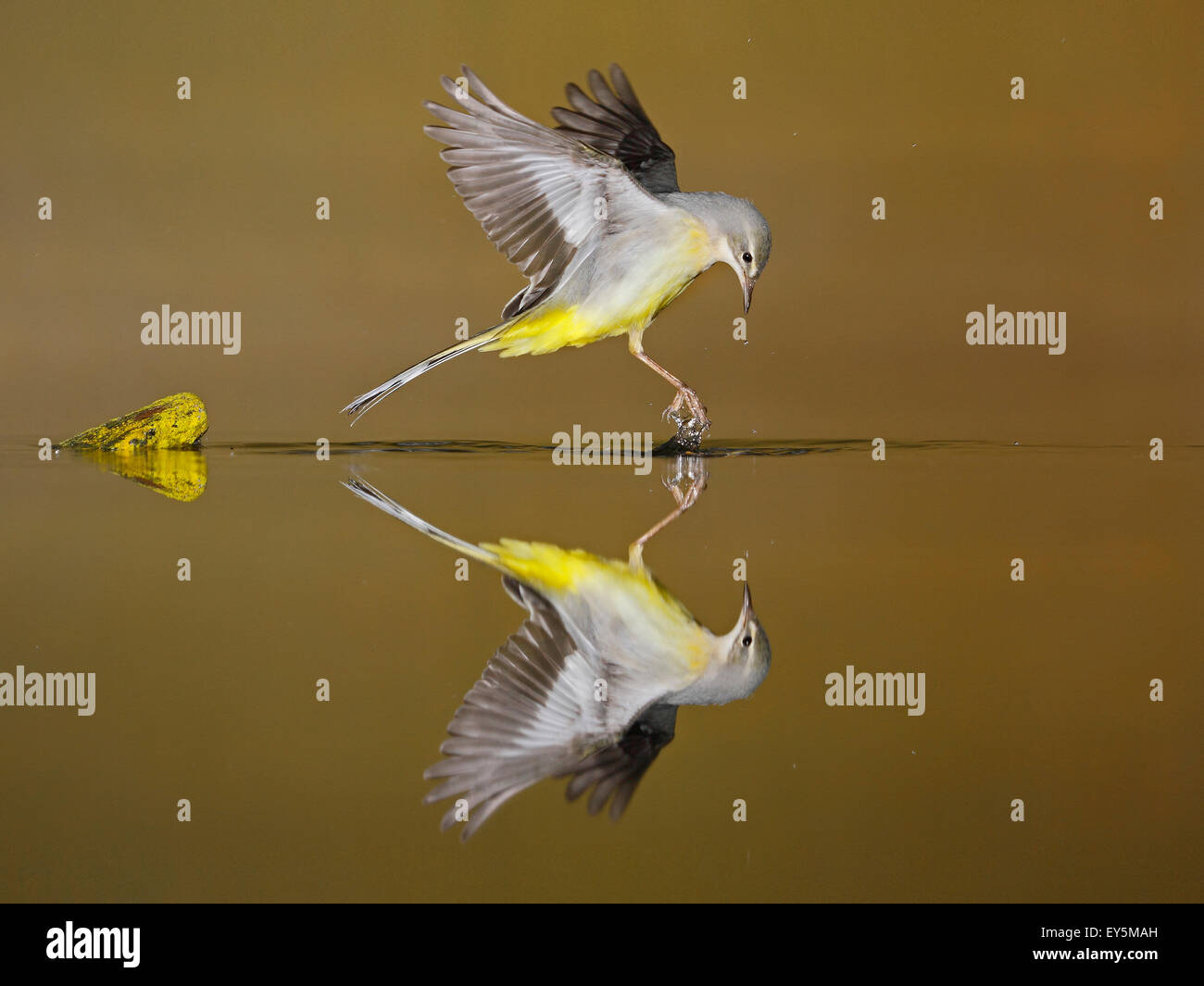 Grey Wagtail flying and its reflection - Spain Stock Photo - Alamy