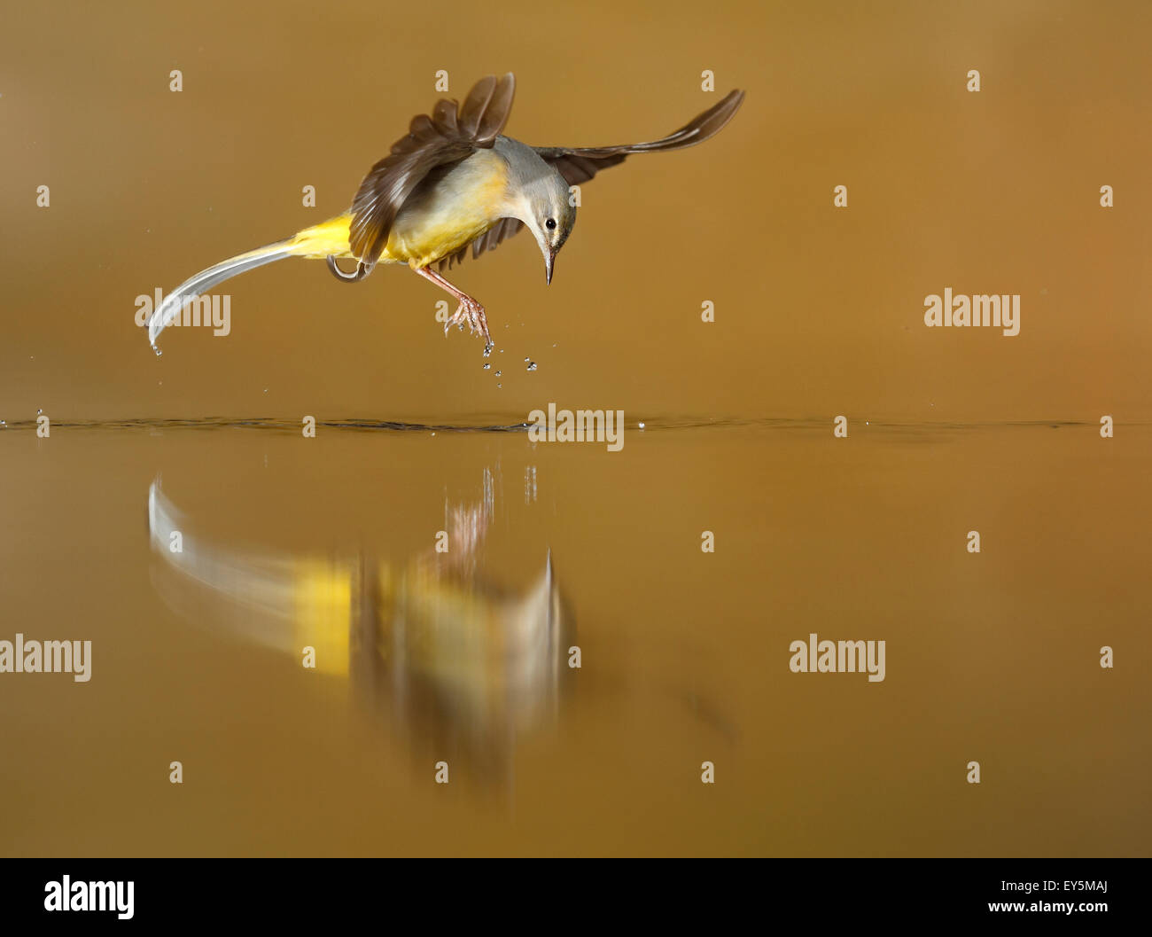 Grey Wagtail flying and its reflection - Spain Stock Photo - Alamy