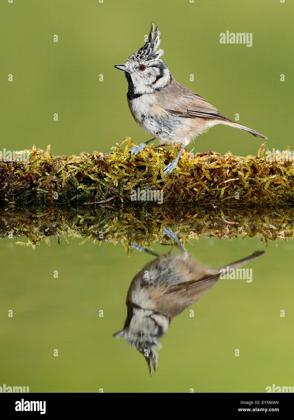 European Crested Tit on bank and its reflection - Spain Stock Photo - Alamy