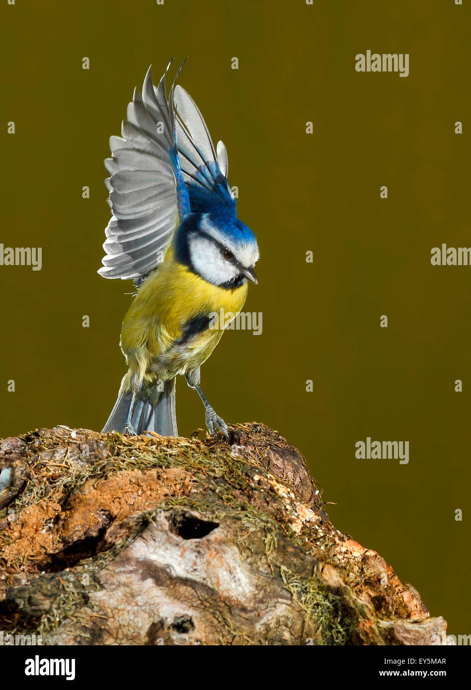 Eurasian Blue Tit on a branch - Spain Stock Photo - Alamy