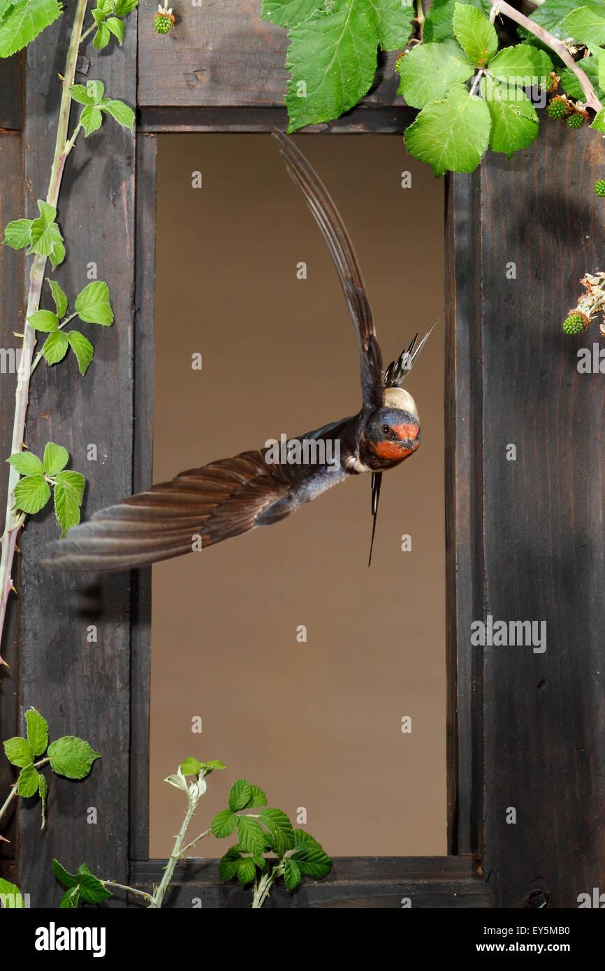 Barn Swallow flying through a window - Spain Stock Photo - Alamy