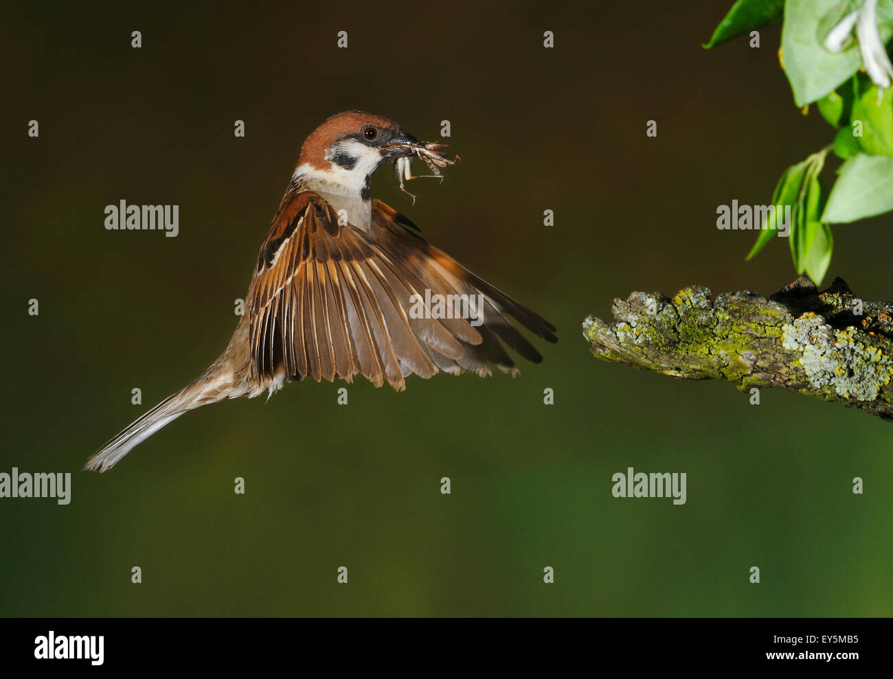 Eurasian Tree Sparrow flying with its prey - Spain Stock Photo - Alamy