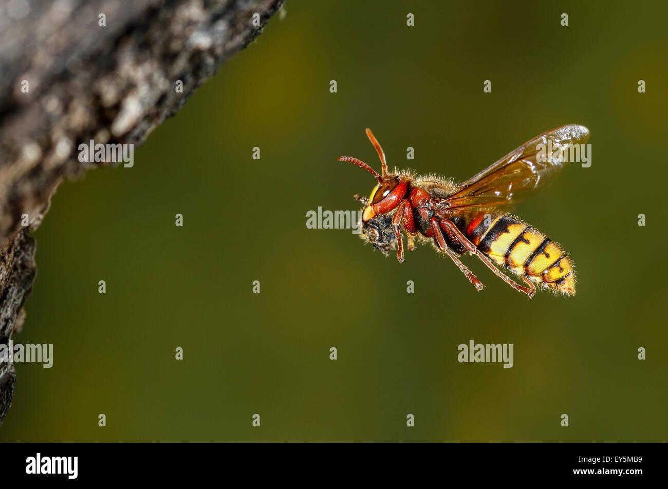 European hornet flying with prey - Spain Stock Photo - Alamy