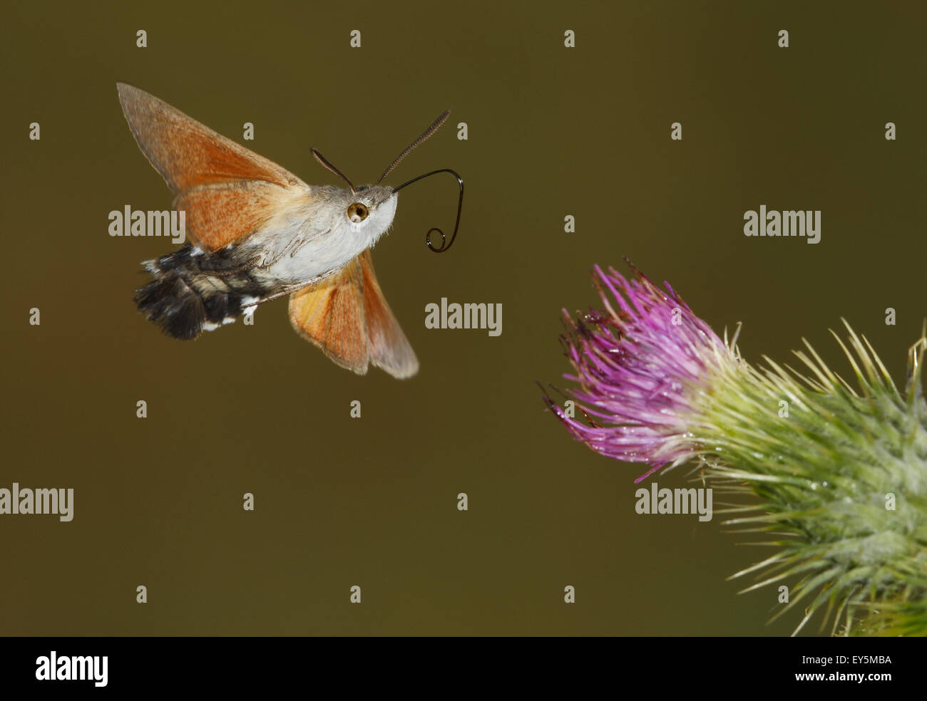 Hummingbird hawk-moth in flight - Spain Stock Photo - Alamy