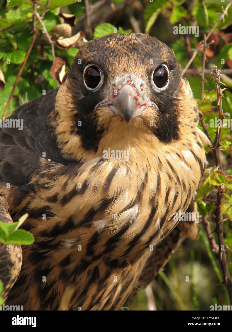 Portrait of young Peregrine Falcon - Spain Stock Photo - Alamy