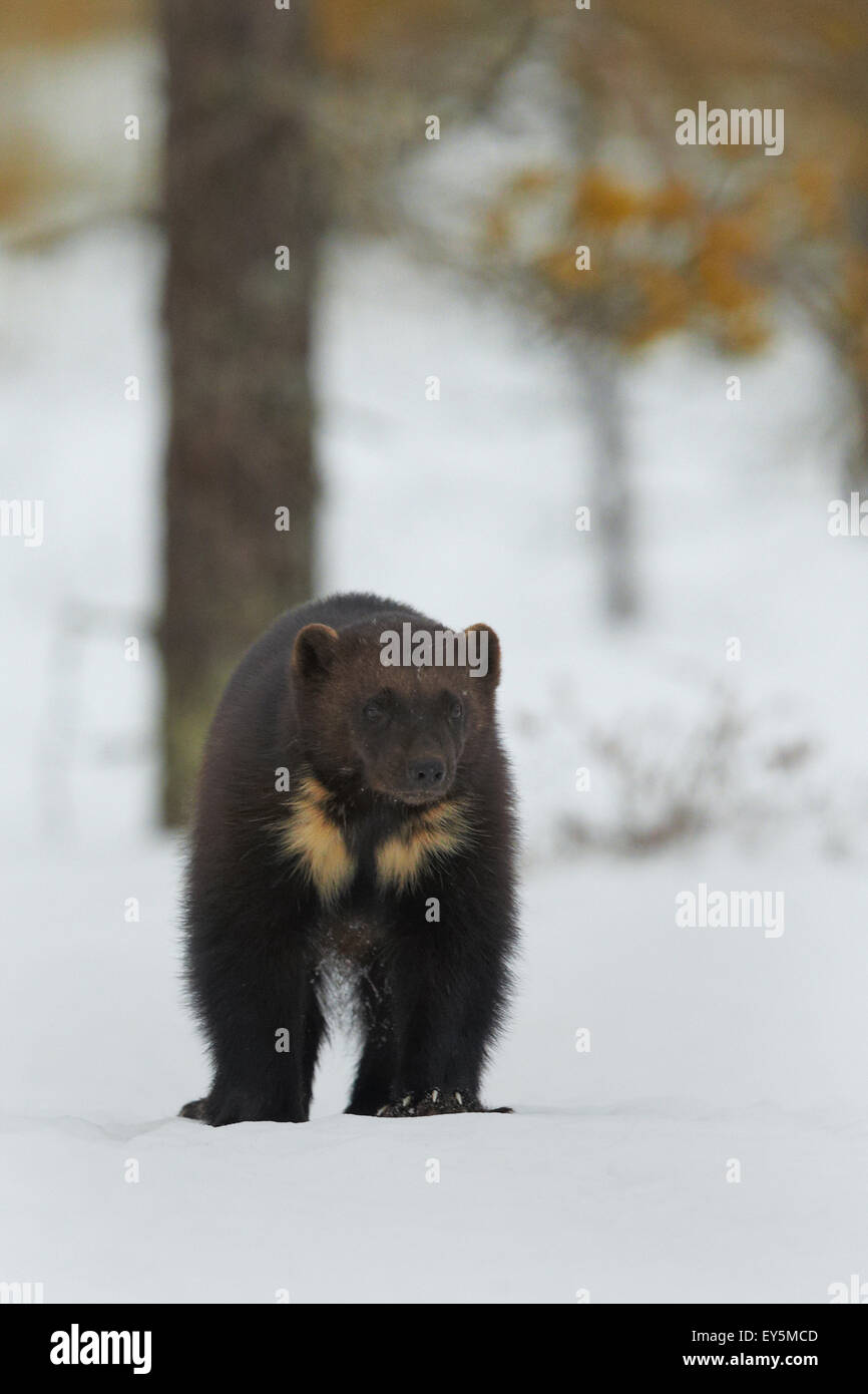 Wolverine standing on snow in woodland wetlands - Finland - - Joensuu ...