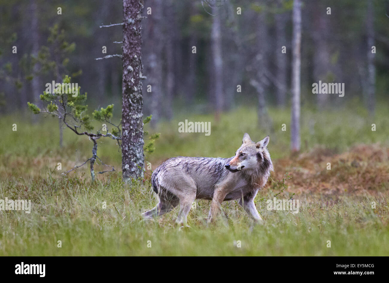 Grey Wolf out of forest in rain - Finland Stock Photo - Alamy