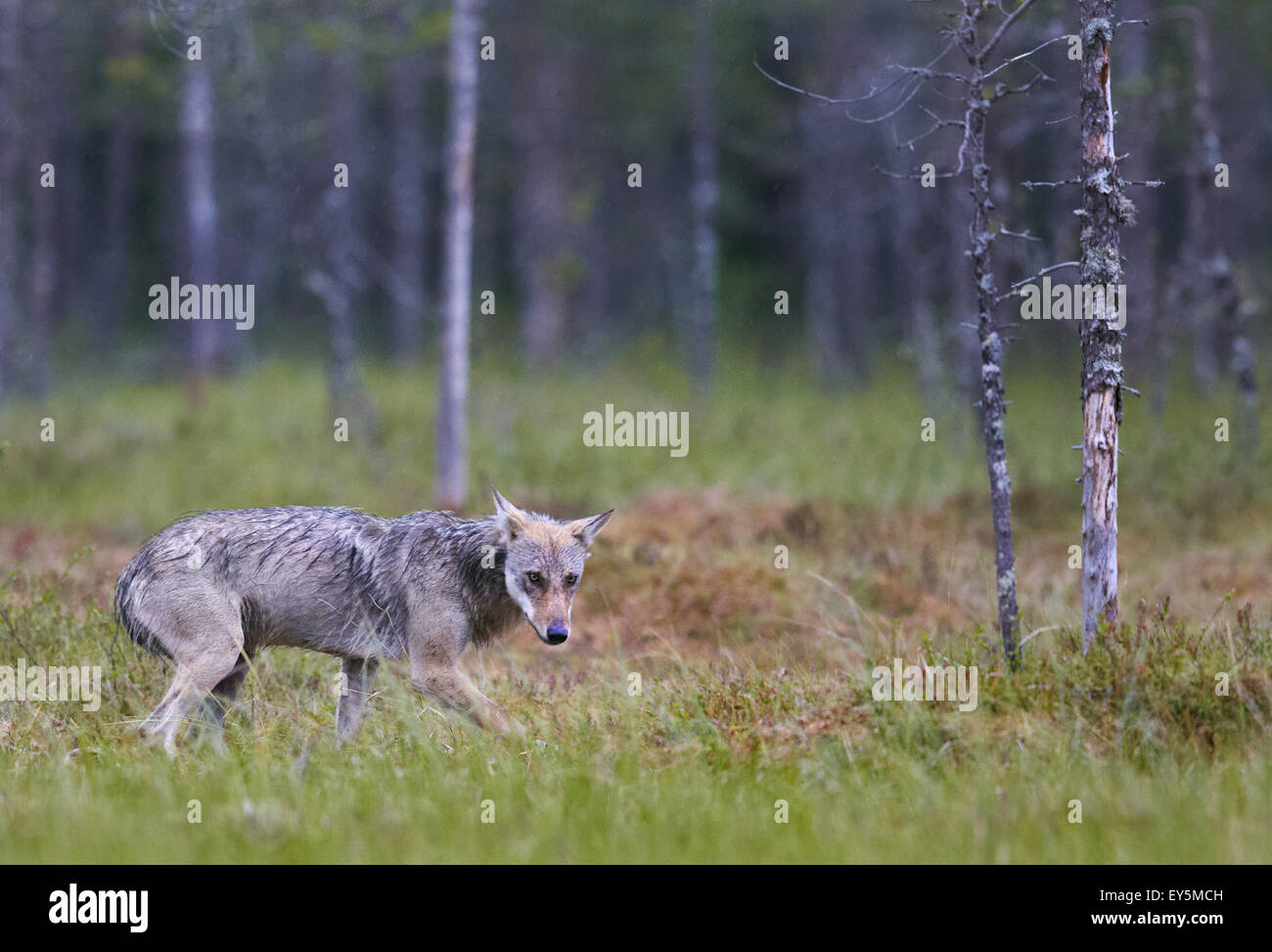 Wolf temperate forest hi-res stock photography and images - Alamy