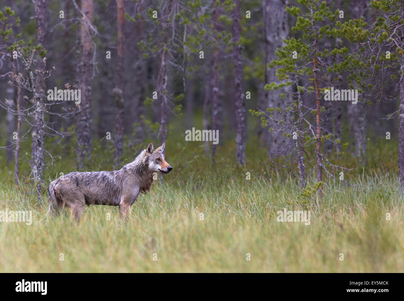 Grey Wolf walking on grassland - Finland Stock Photo - Alamy