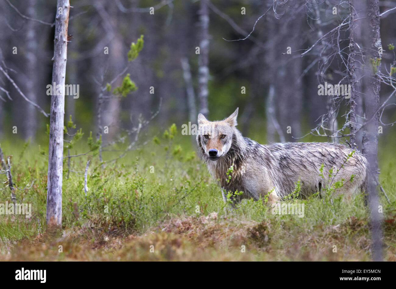 Scandinavian wolf hi-res stock photography and images - Alamy