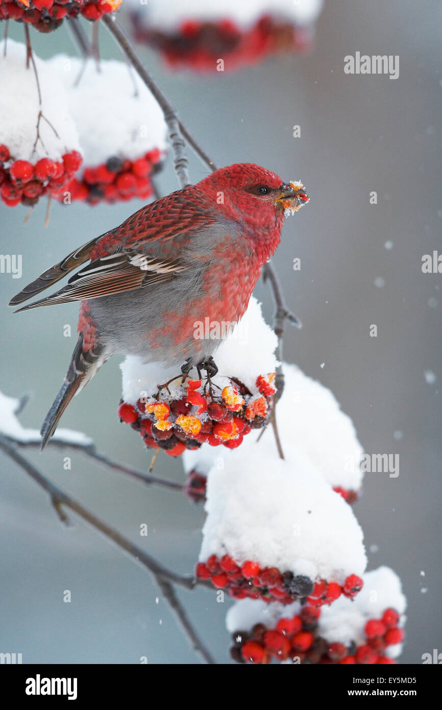 Male Pine Grosbeak feeding on Rowan tree berries - Finlande Stock Photo ...