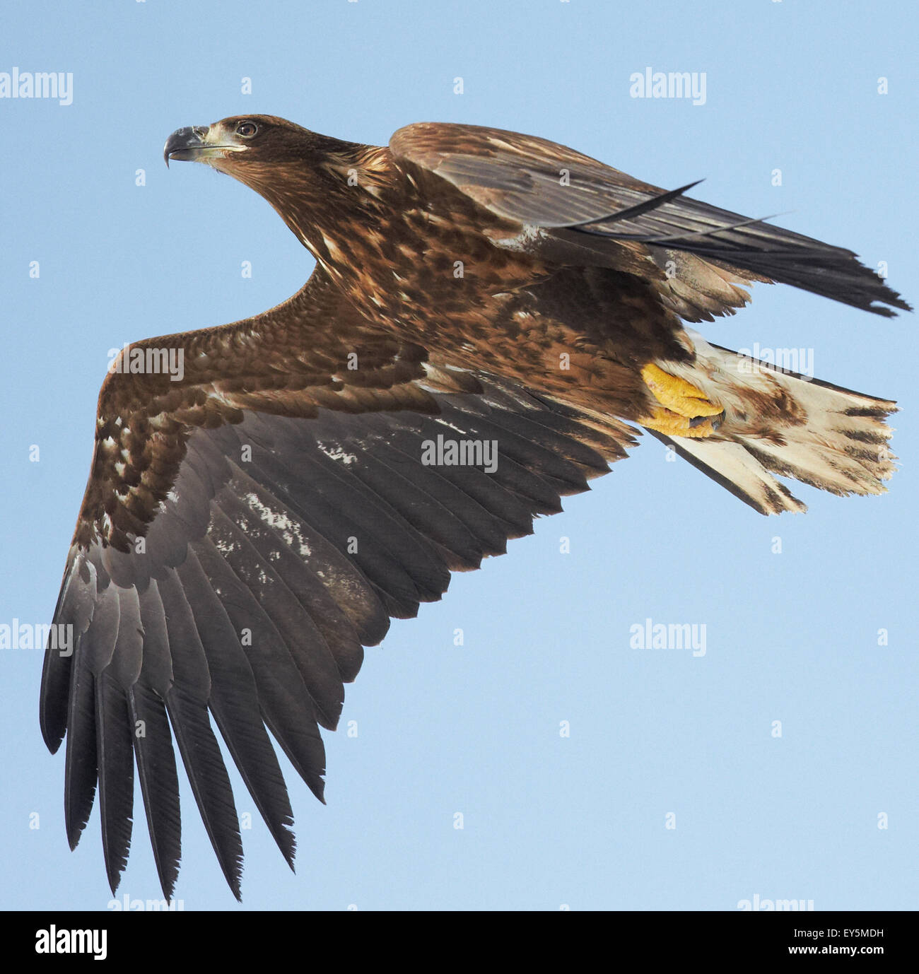 Eagle barents hi-res stock photography and images - Alamy
